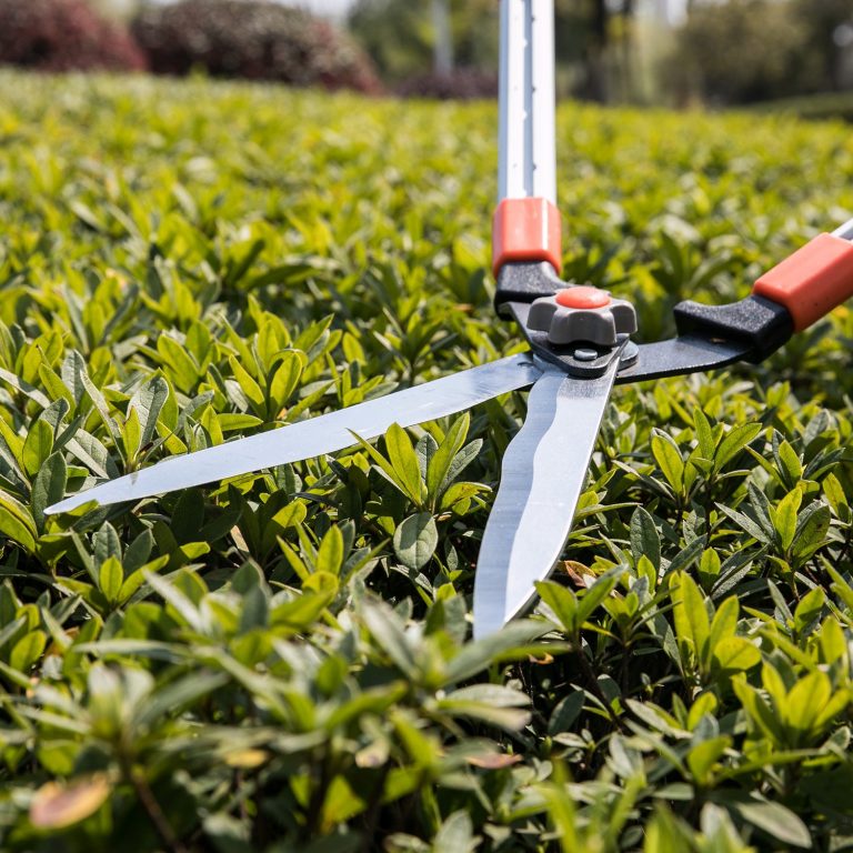 7 Best Hedge Shears (Winter 2025) – Reviews & Buying Guide