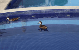 How to Keep Ducks Out of Pool – Everything You Need to Know!