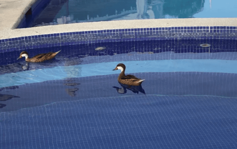 How to Keep Ducks Out of Pool – Everything You Need to Know!